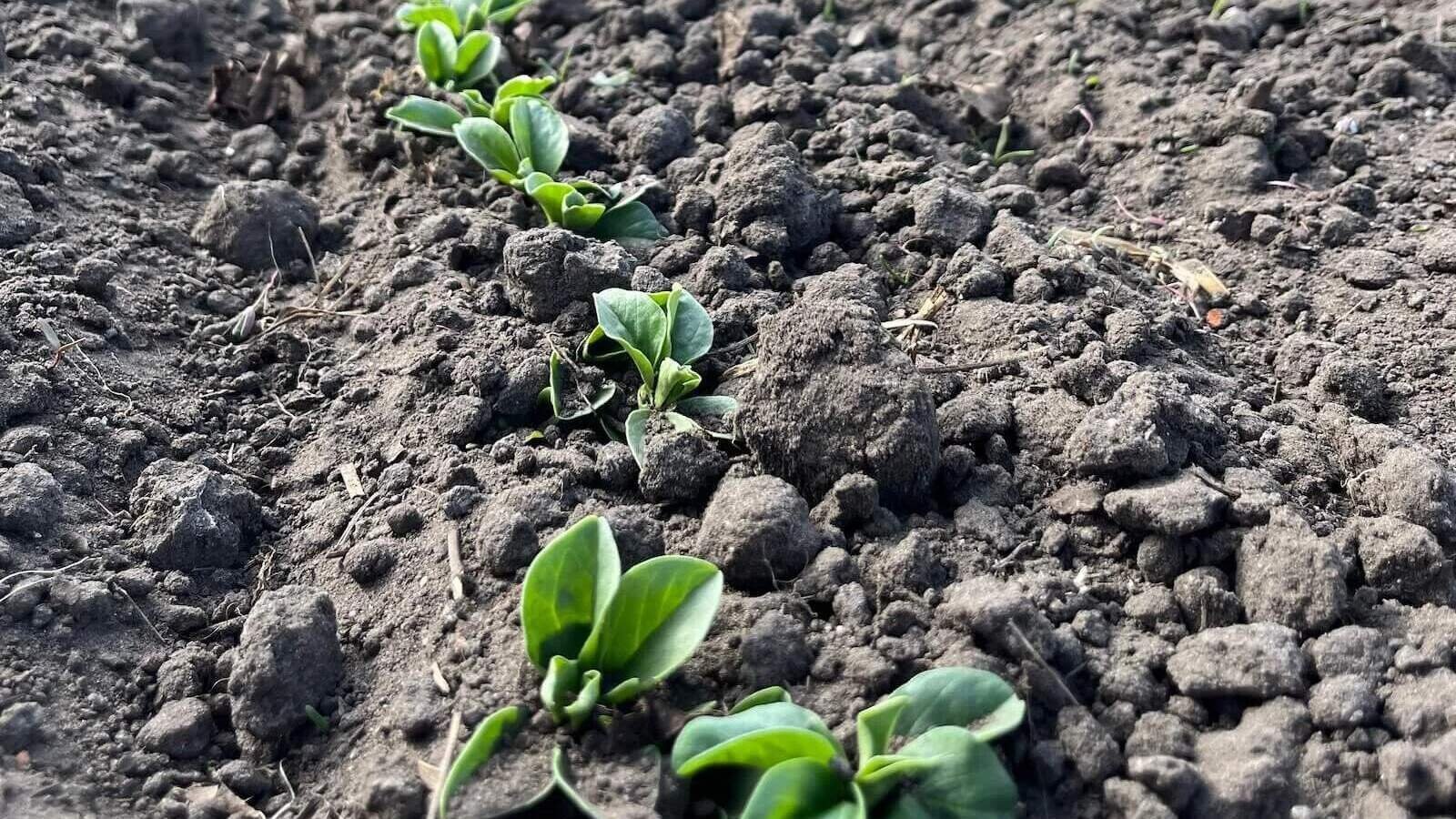 Lokaal, eiwitrijk en regeneratief op z’n Geerts Best - ECOIST